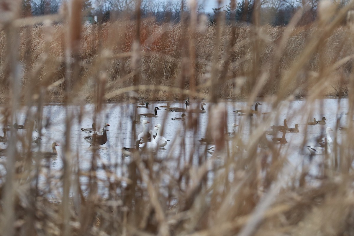 eBird Checklist - 16 Dec 2022 - Battelle Darby Creek Metro Park--Darby ...