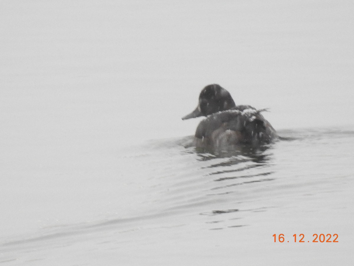 eBird Checklist - 16 Dec 2022 - Keephills Plant Cooling Ponds - 7 species