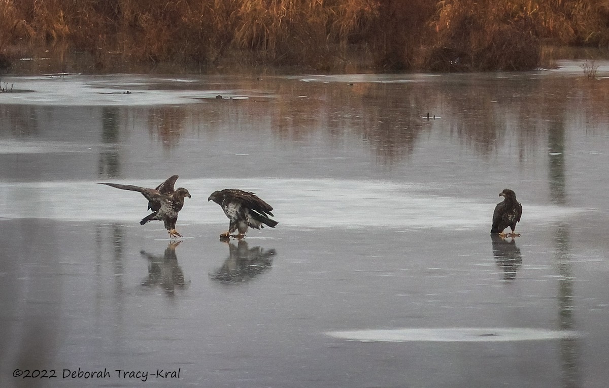 eBird Checklist - 16 Dec 2022 - Strever Farm Road, Pine Plains - 7 species