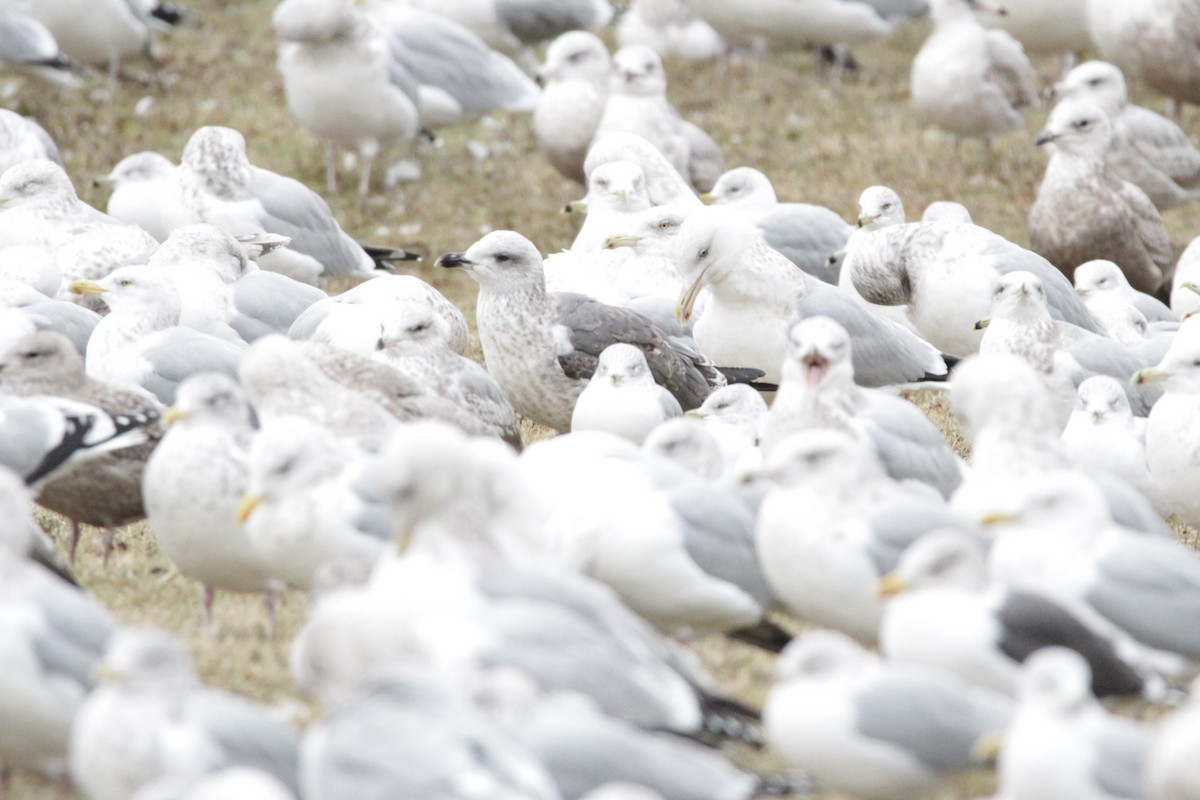 eBird Checklist - 16 Dec 2022 - 48188, Canton US-MI (42.2668,-83.4858 ...