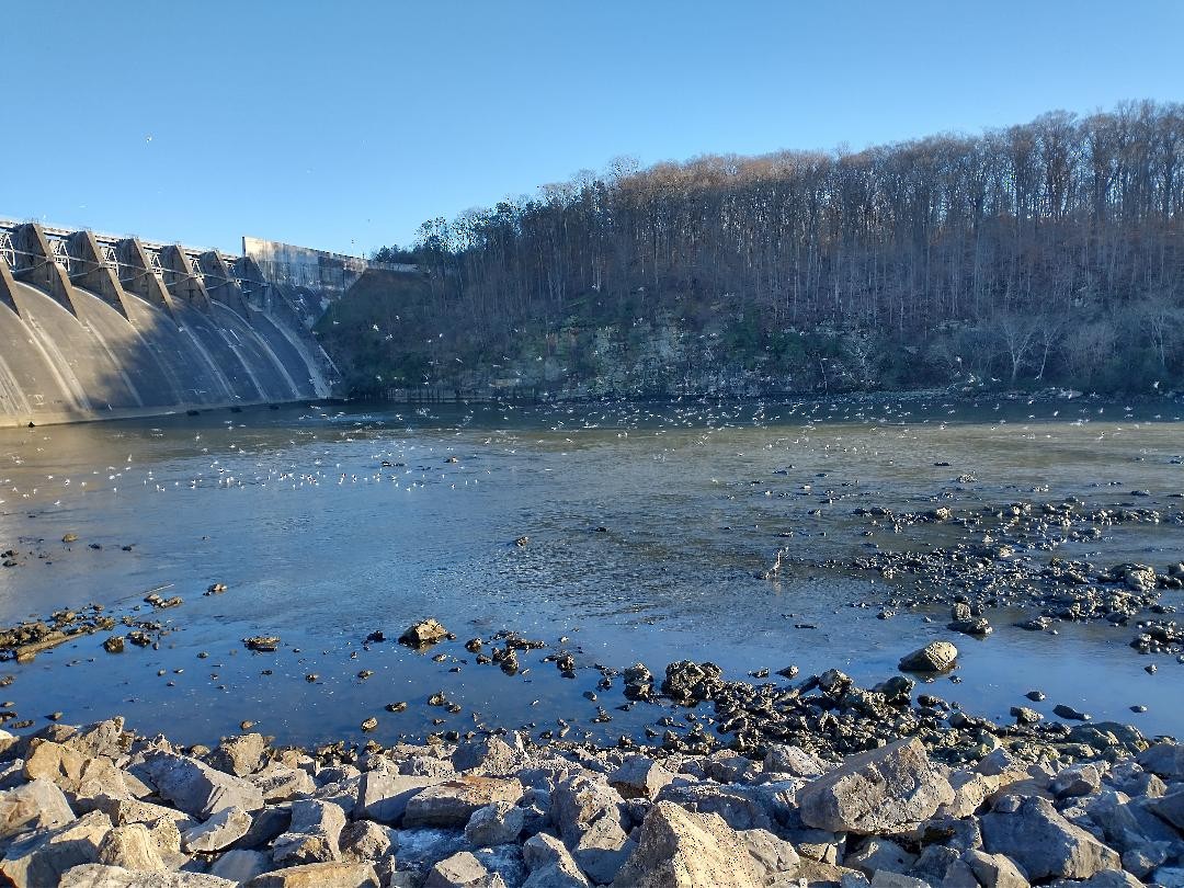 eBird Checklist - 15 Dec 2022 - Douglas Dam--Tailwaters - 9 species
