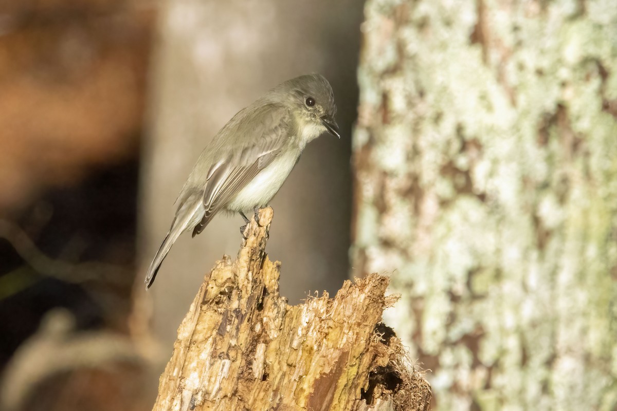 eBird Checklist - 16 Dec 2022 - Stumpy Lake Natural Area - 44 species ...