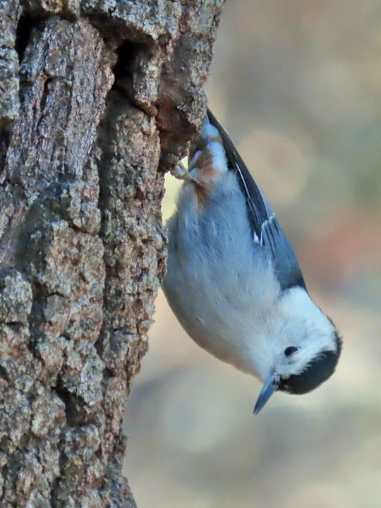 eBird Checklist - 16 Dec 2022 - Madera Canyon--Nature Trail (county ...