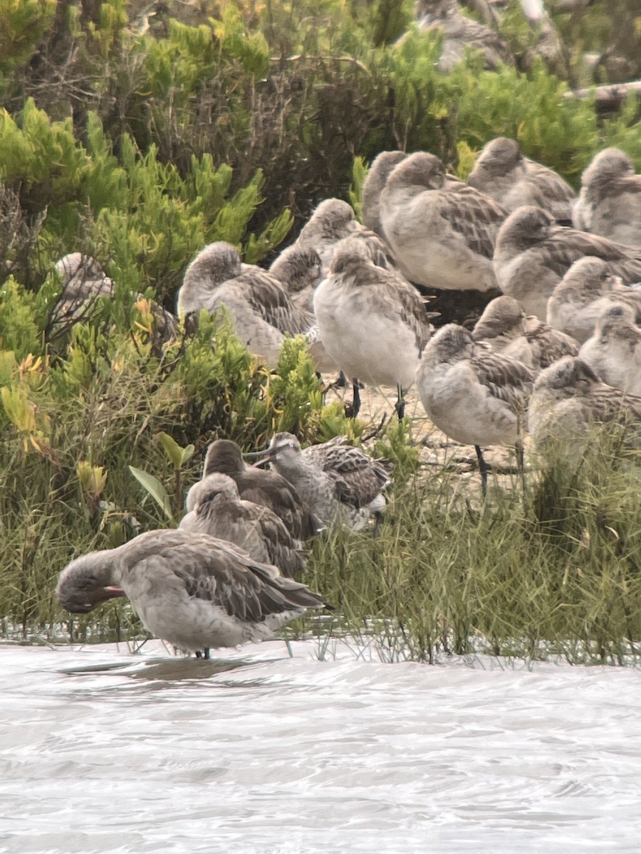 eBird Checklist - 17 Dec 2022 - Hunter Wetlands National Park--Stockton ...