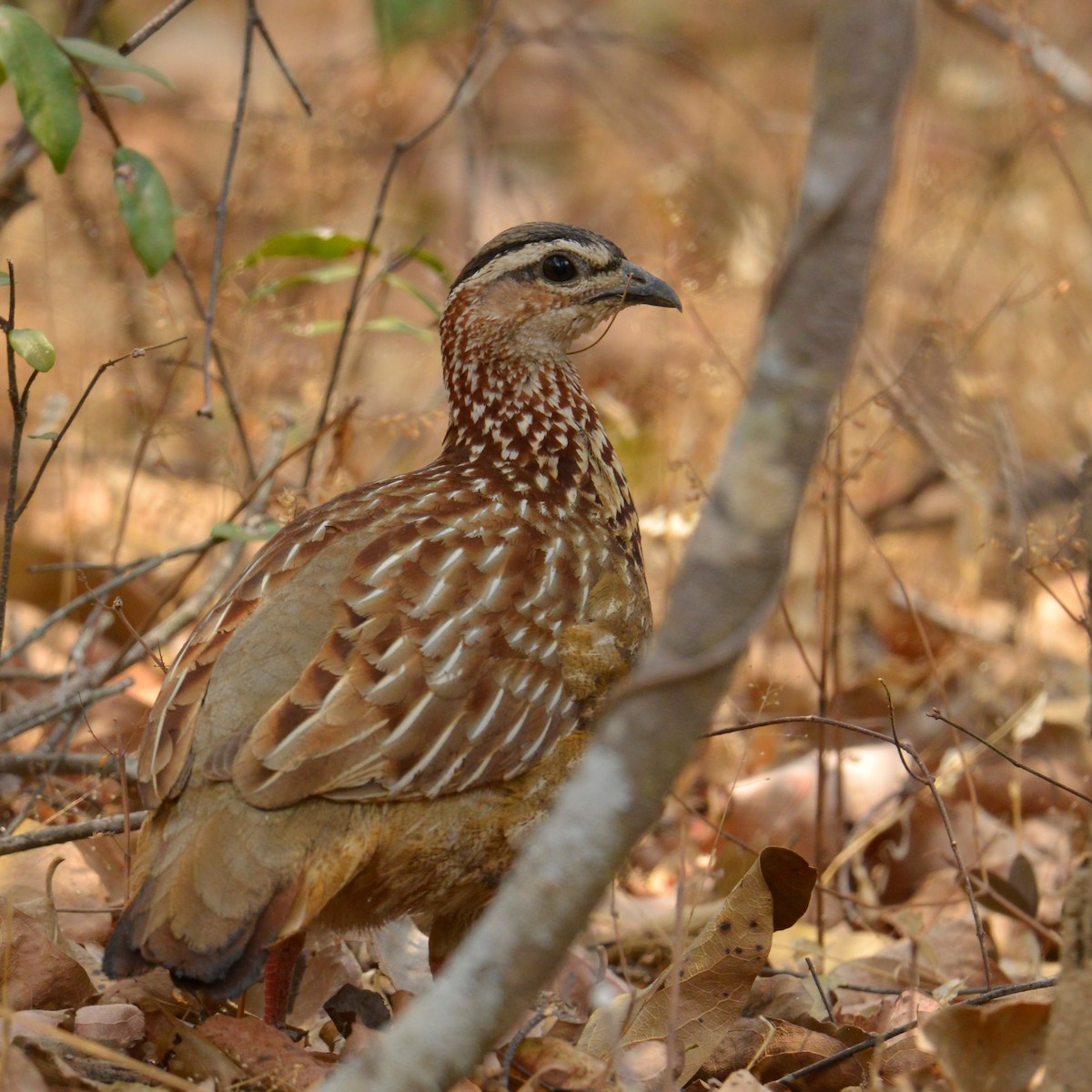eBird Checklist - 24 Oct 2022 - Masuko Lodge - 1 species