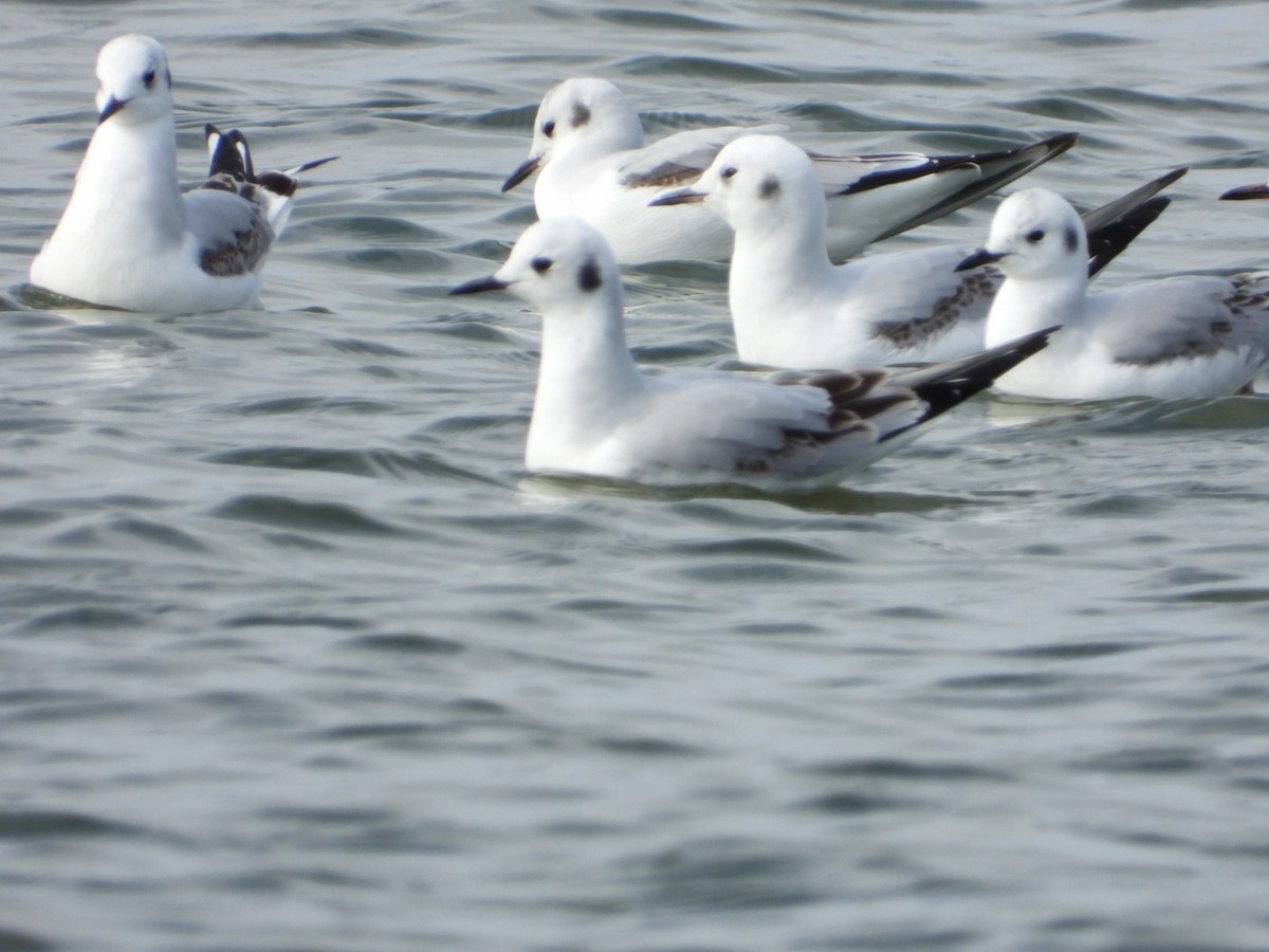 eBird Checklist - 17 Dec 2022 - Jupiter Inlet - 14 species