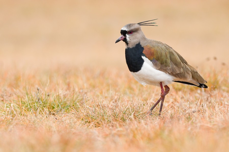 Tero Sureño (cayennensis) - eBird
