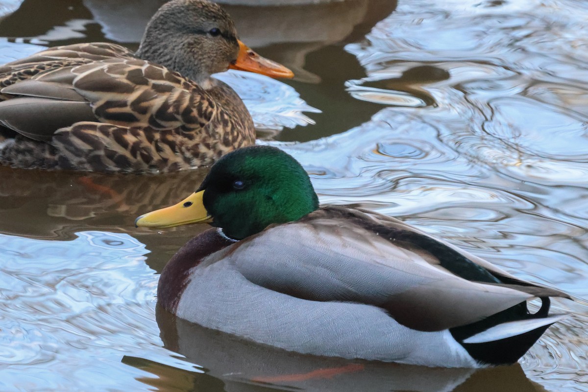 eBird Checklist - 17 Dec 2022 - Cameron Run Regional Park, Alexandria ...
