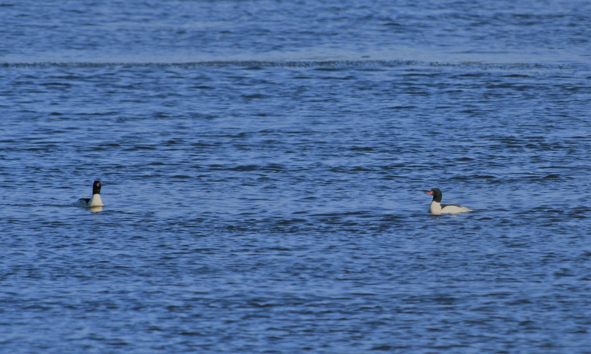 eBird Checklist - 14 Dec 2022 - PN du Cap-St-Jacques - 13 species