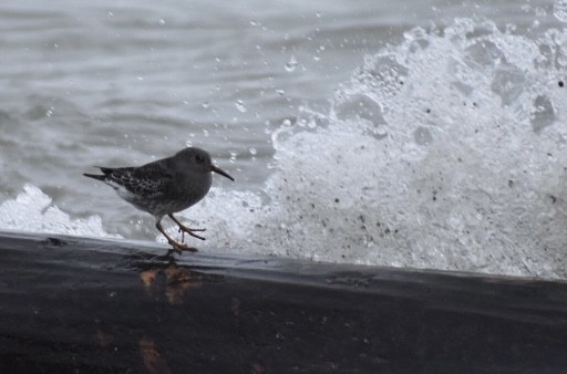 eBird Checklist - 17 Dec 2022 - Presque Isle SP--Gull Pt. - 19 species (+1 other taxa)
