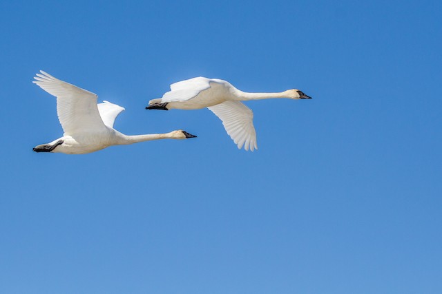 Trumpeter Swan Flying