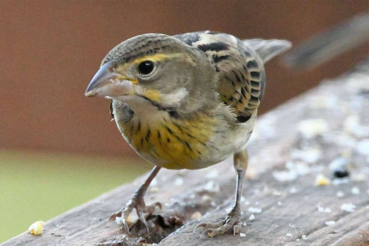 eBird Checklist - 15 Dec 2022 - US-OH-Ontario-3141 Ponderosa Ave - 40 ...