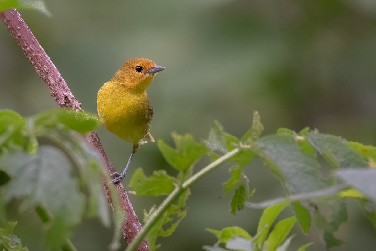 Rust-and-yellow Tanager - eBird
