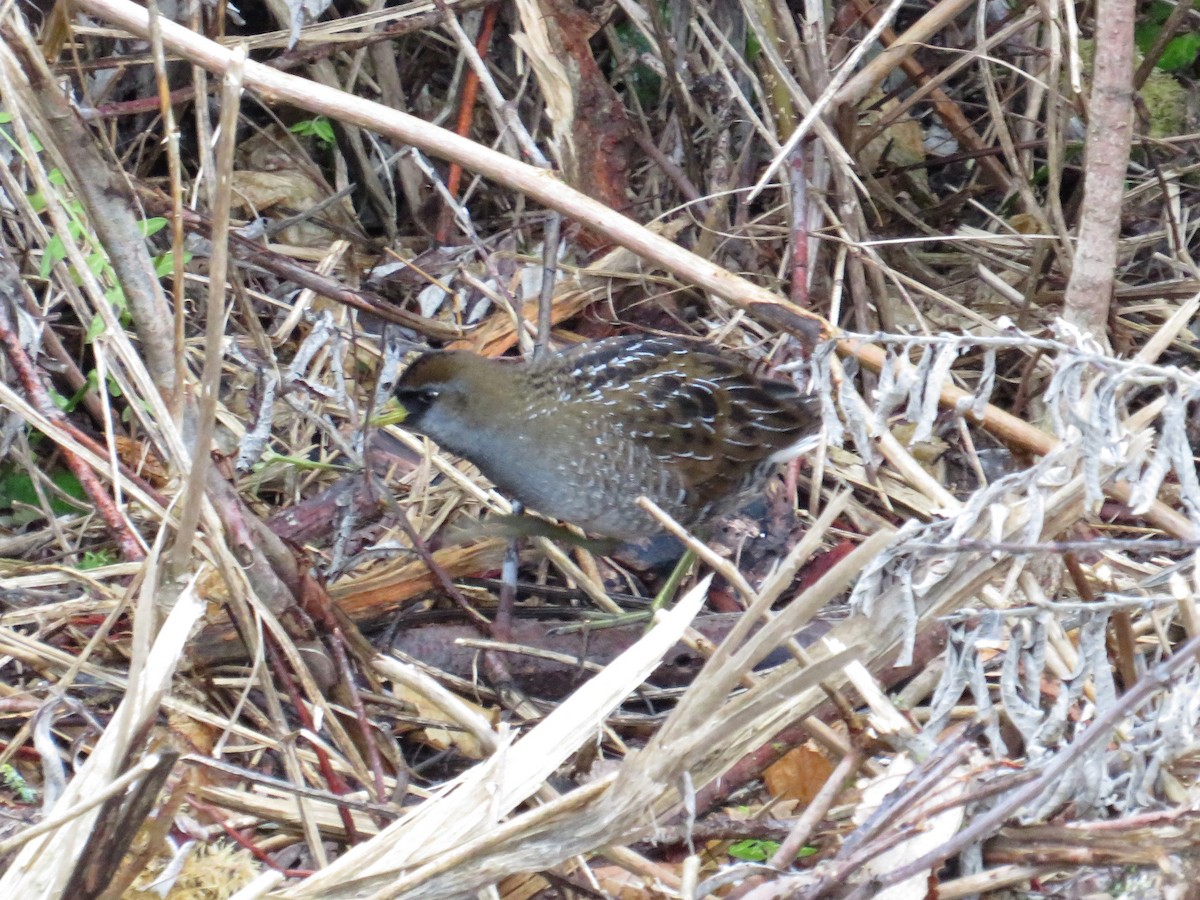 eBird Checklist - 17 Dec 2022 - Skagit Wildlife Area--Wylie Slough - 52 ...