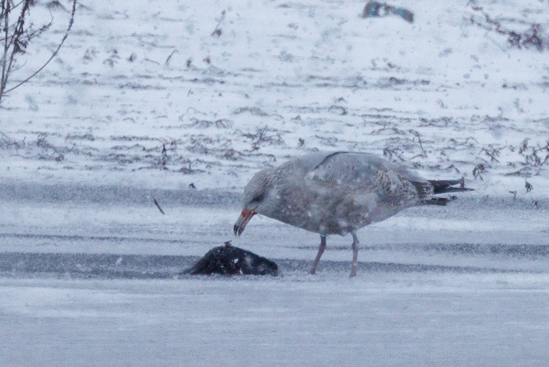 Herring Gull Winter