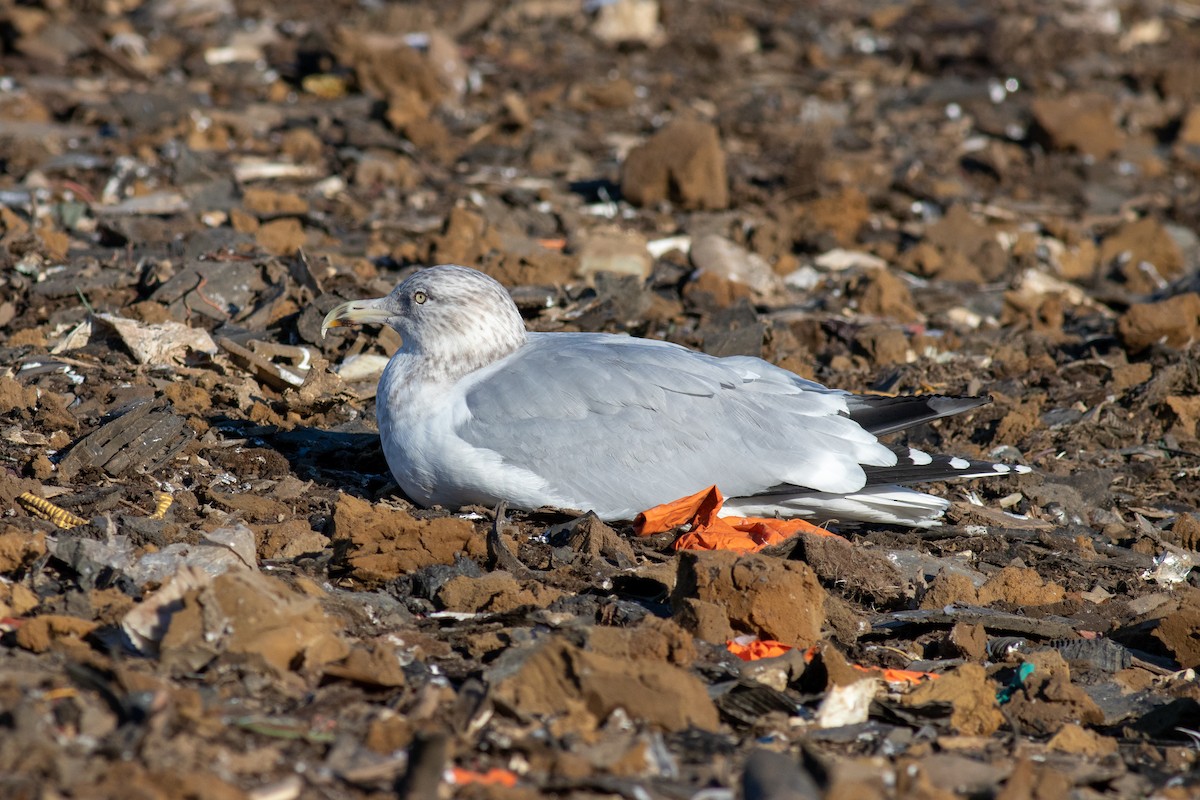 eBird Checklist - 17 Dec 2022 - Tullytown - Fairless Hills Landfill ...