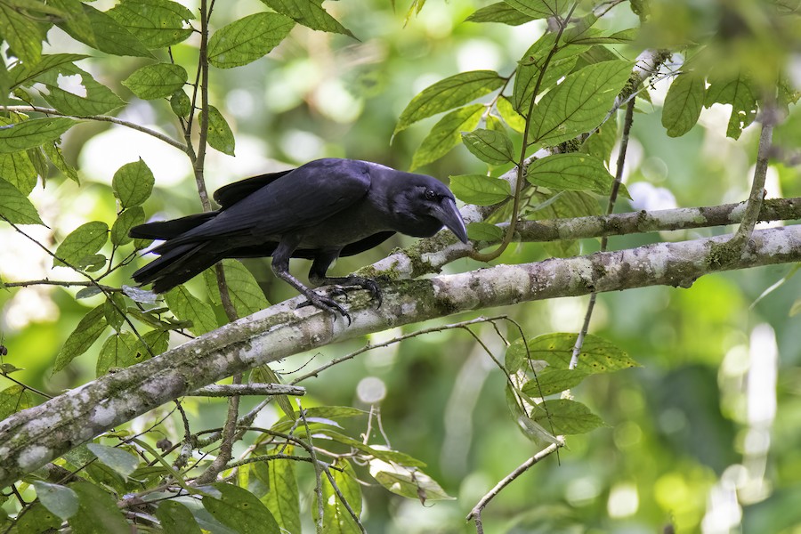 Slender-billed Crow (Sunda) - eBird
