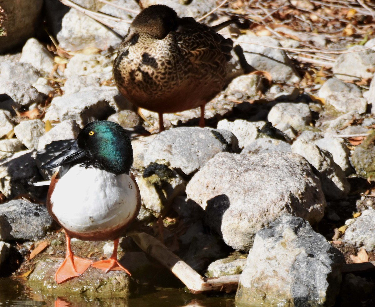 eBird Checklist - 17 Dec 2022 - Henderson Bird Viewing Preserve - 38 ...