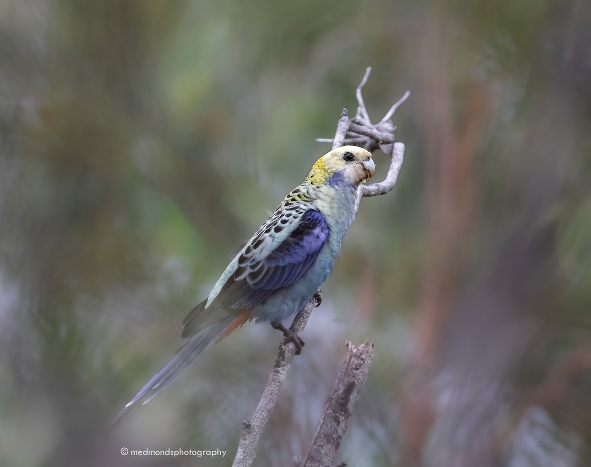 eBird Australia Checklist - 17 Dec 2022 - 67 McLennan Road, Paluma ...