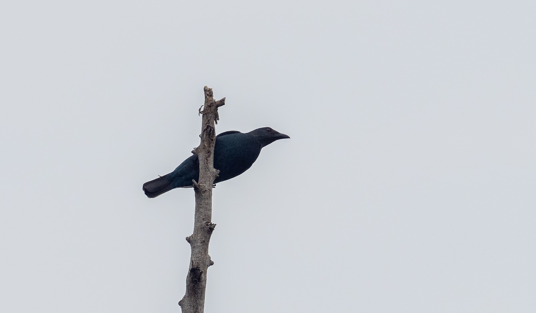 Asian Fairy-bluebird (Palawan) - eBird