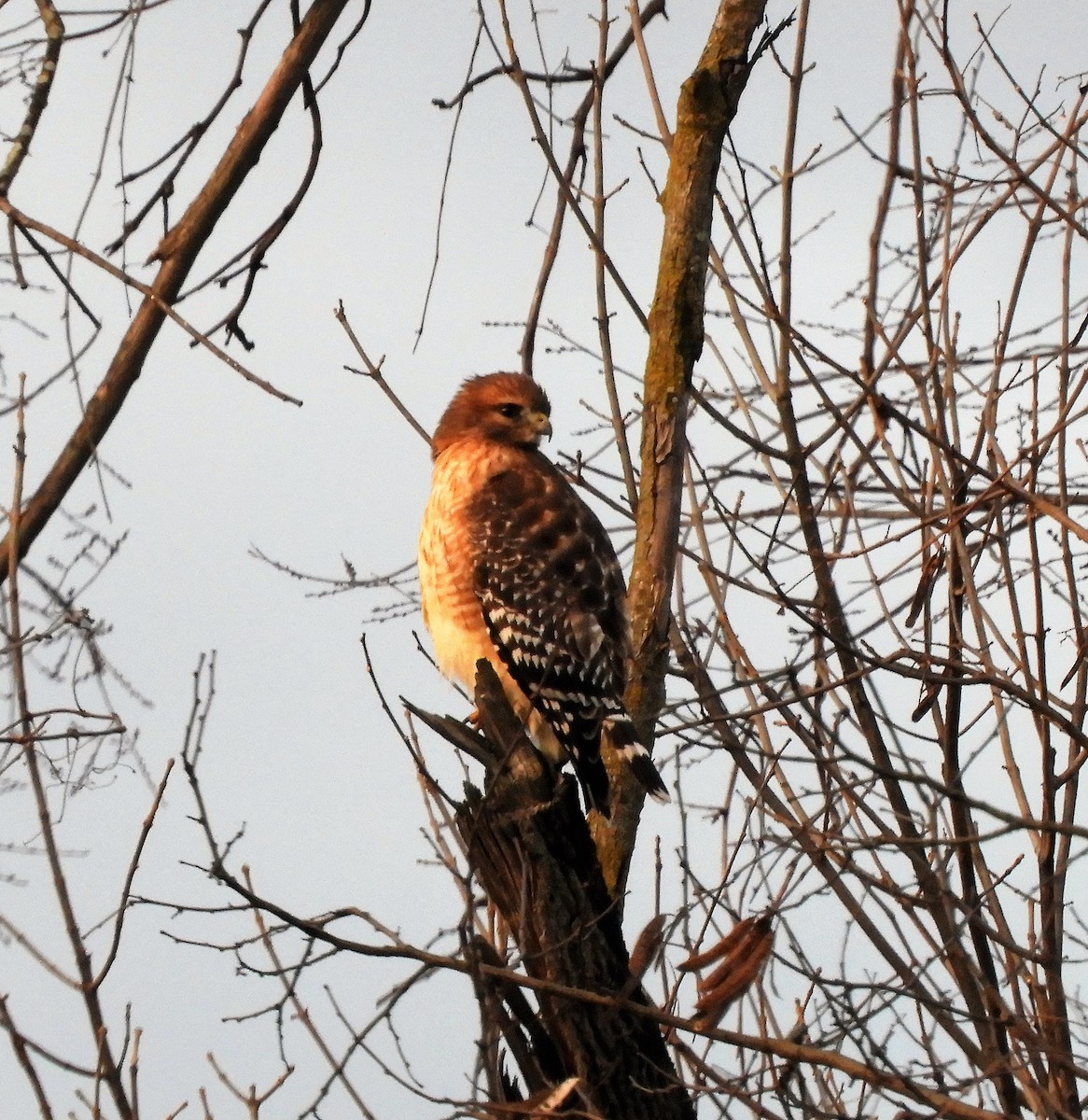 eBird Checklist - 18 Dec 2022 - Willcoxson Park Raven nest site - 7 species