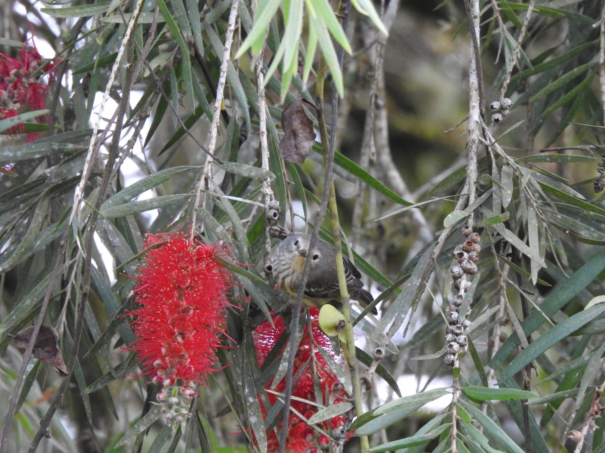 eBird Checklist - 15 Dec 2022 - San Antonio de Platanillo--near Rancho ...