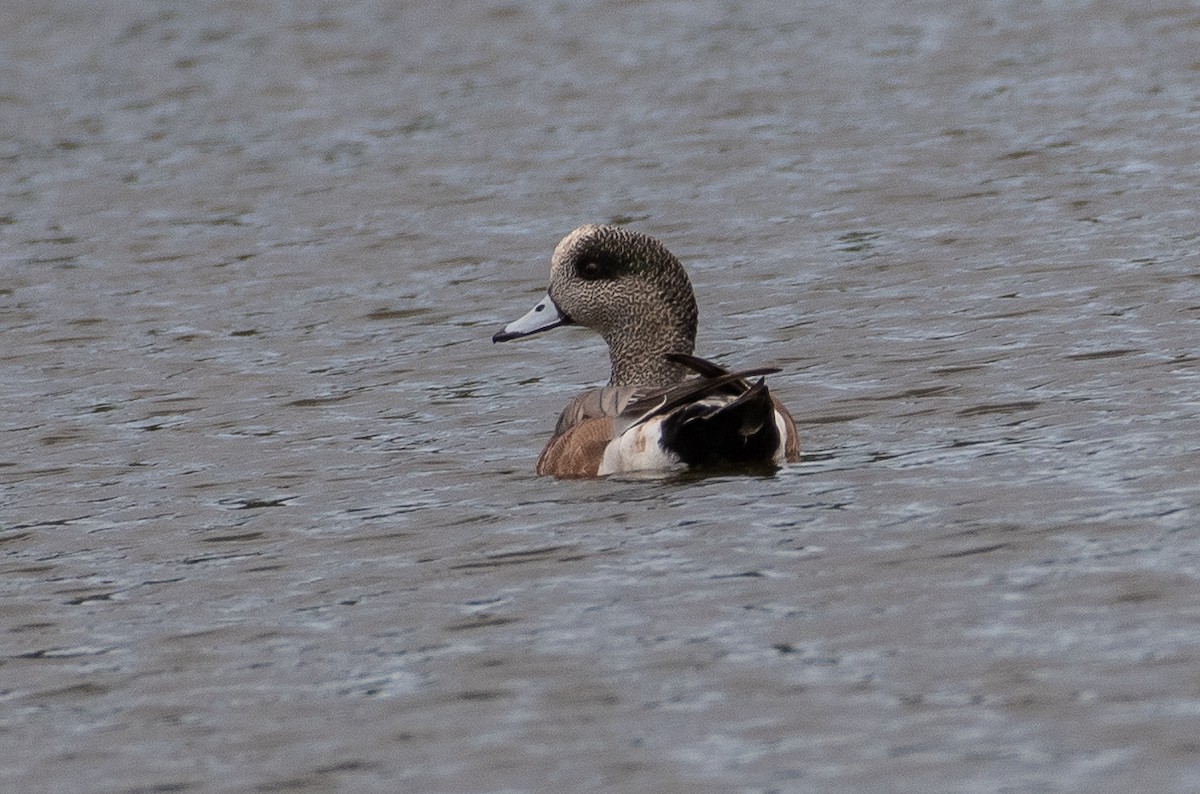 eBird Checklist - 18 Dec 2022 - Peaceful Waters Sanctuary - 36 species
