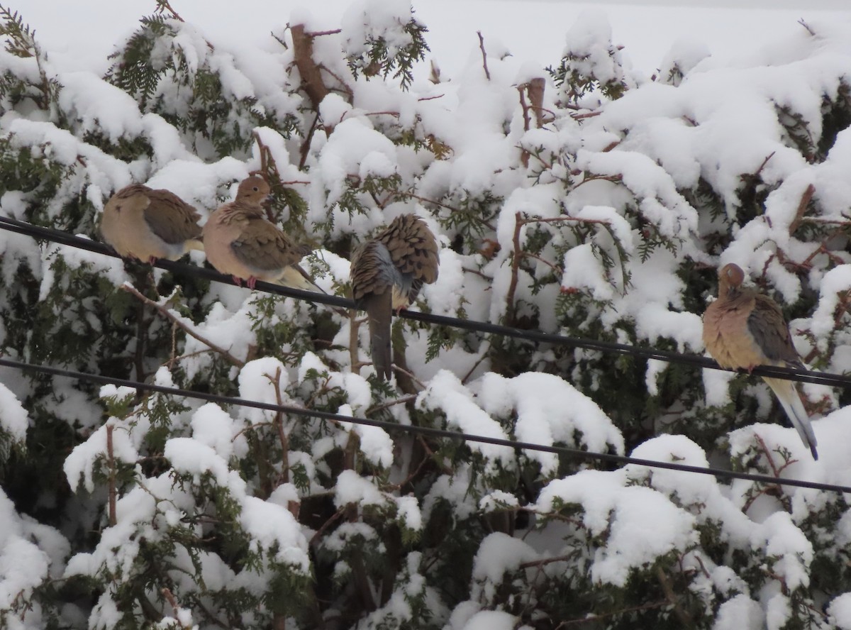 eBird Québec Checklist - 18 Dec 2022 - RON de Québec parcelle A-25 - 15 ...
