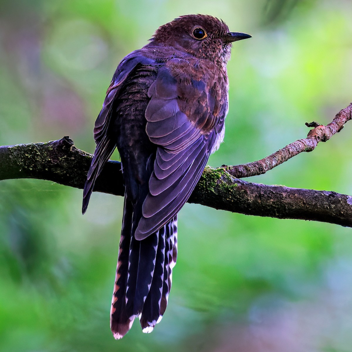 eBird Australia Checklist - 19 Dec 2022 - Ourimbah Rest Stop - 17 species