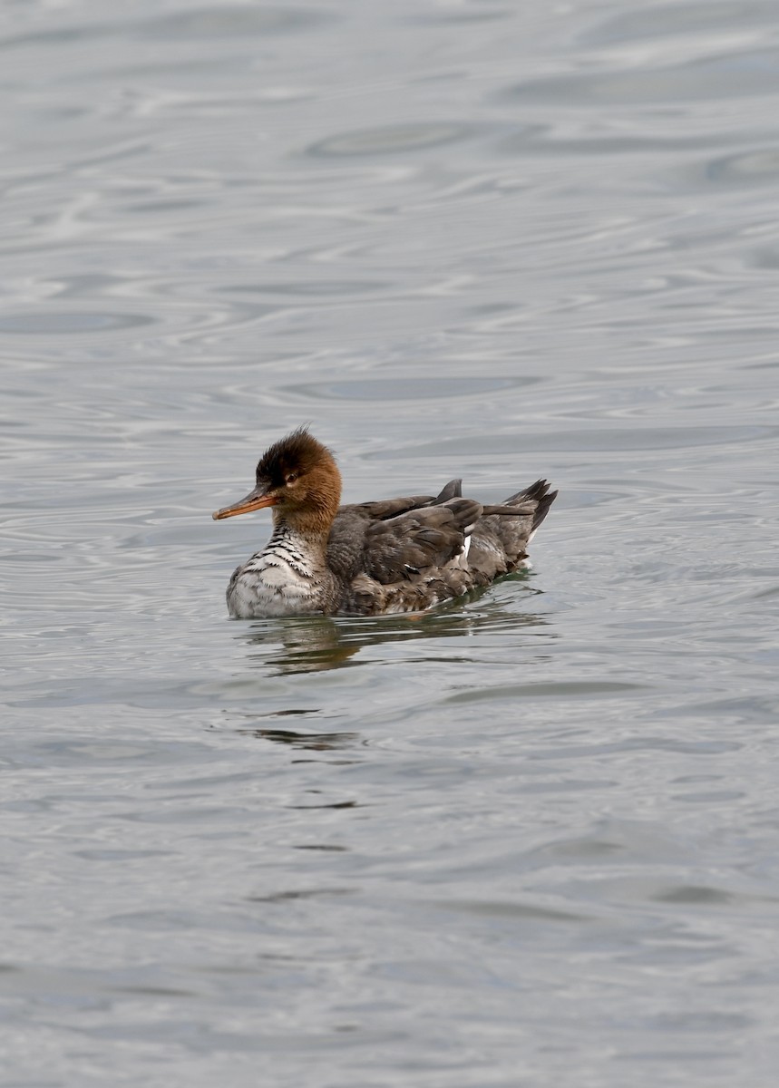 eBird Checklist - 18 Dec 2022 - Margaret Pace Park - 12 species (+1 ...