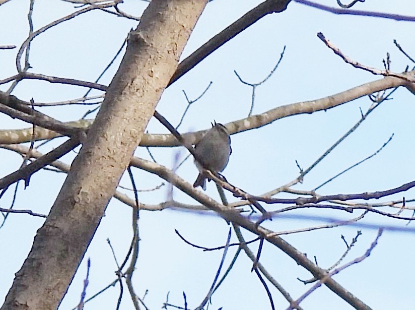 Mass Audubon eBird Checklist - 18 Dec 2022 - Museum of American Bird ...