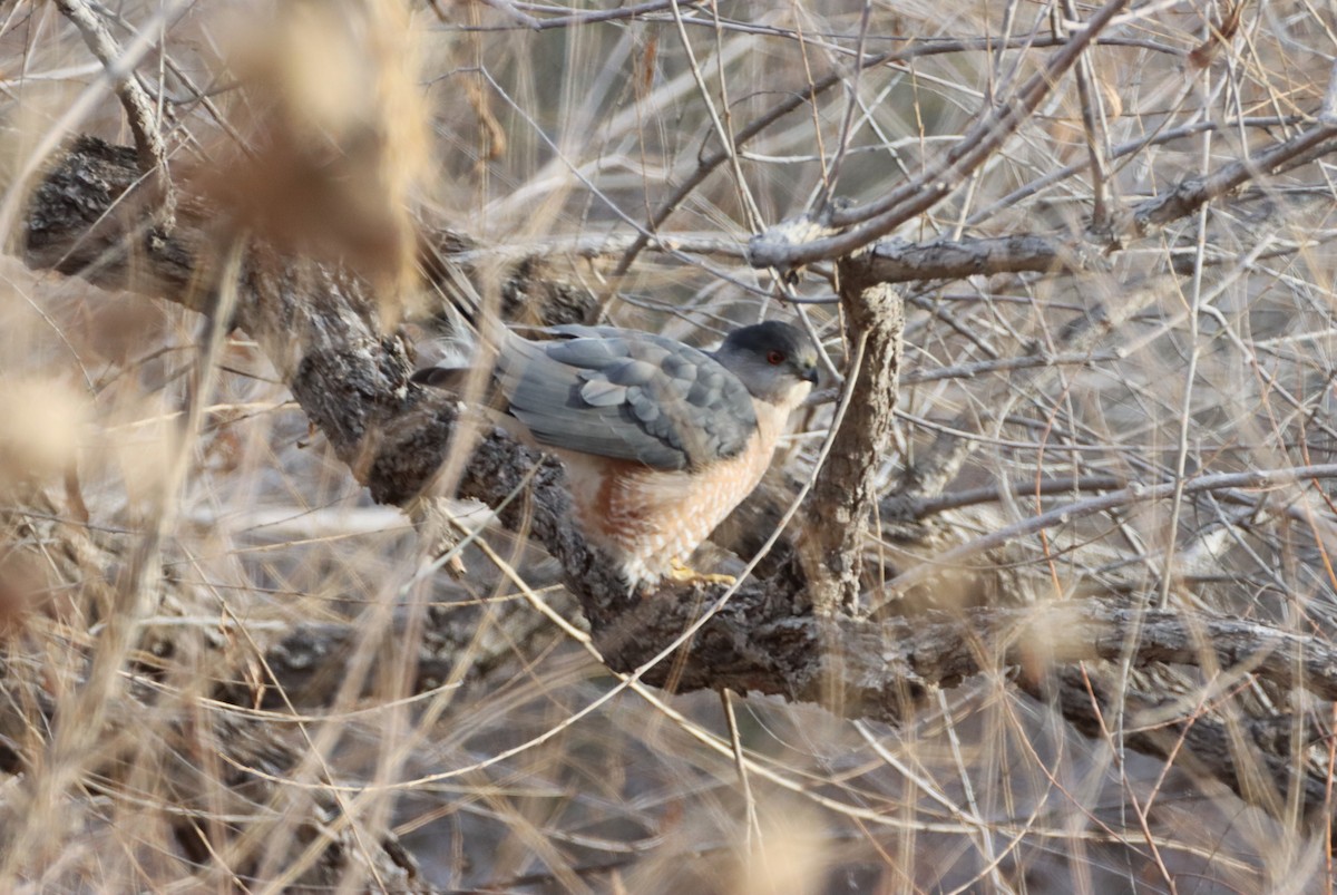 ML514406761 - Cooper's Hawk - Macaulay Library