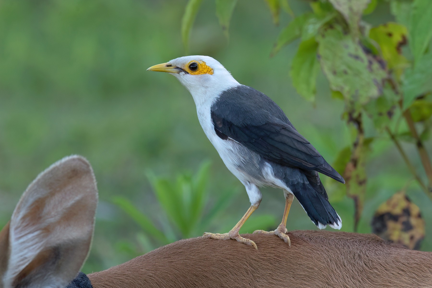 Black-winged Myna (Grey-rumped) - eBird