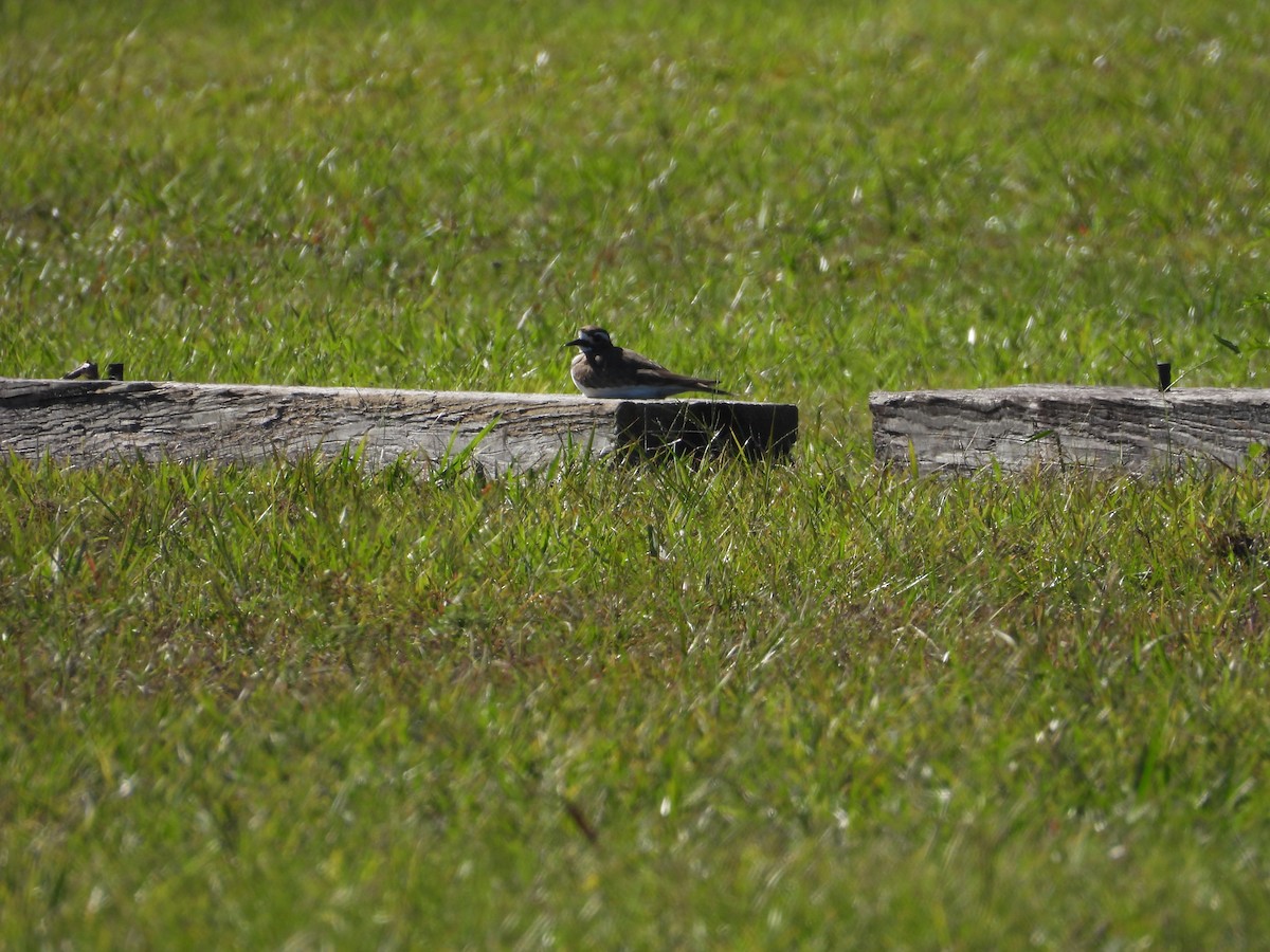 eBird Checklist - 19 Dec 2022 - Conner Preserve - 20 species (+2 other ...