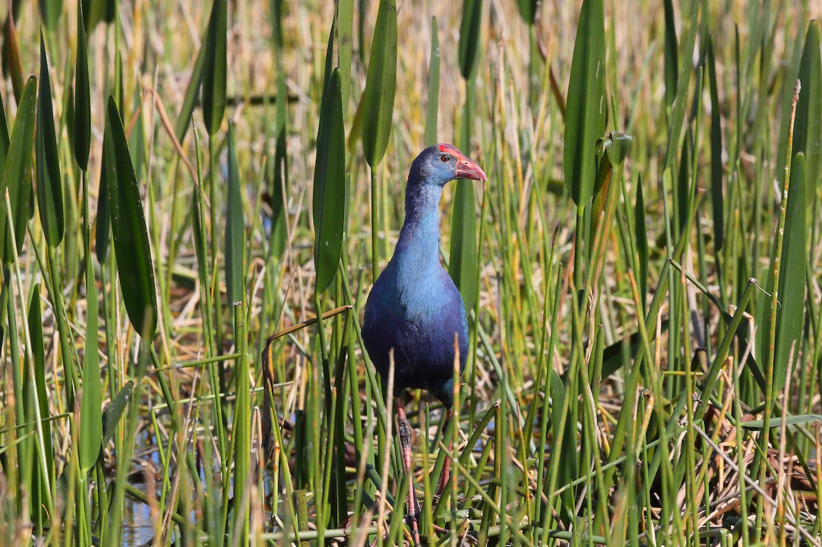 eBird Checklist - 19 Dec 2022 - Spring Lake Eco Park - 43 species
