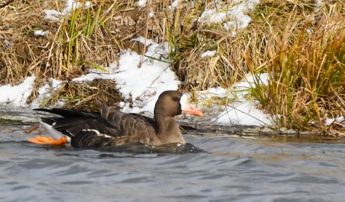 eBird Checklist - 19 Dec 2022 - WVU - JW Ruby Research Farm, Reedsville ...