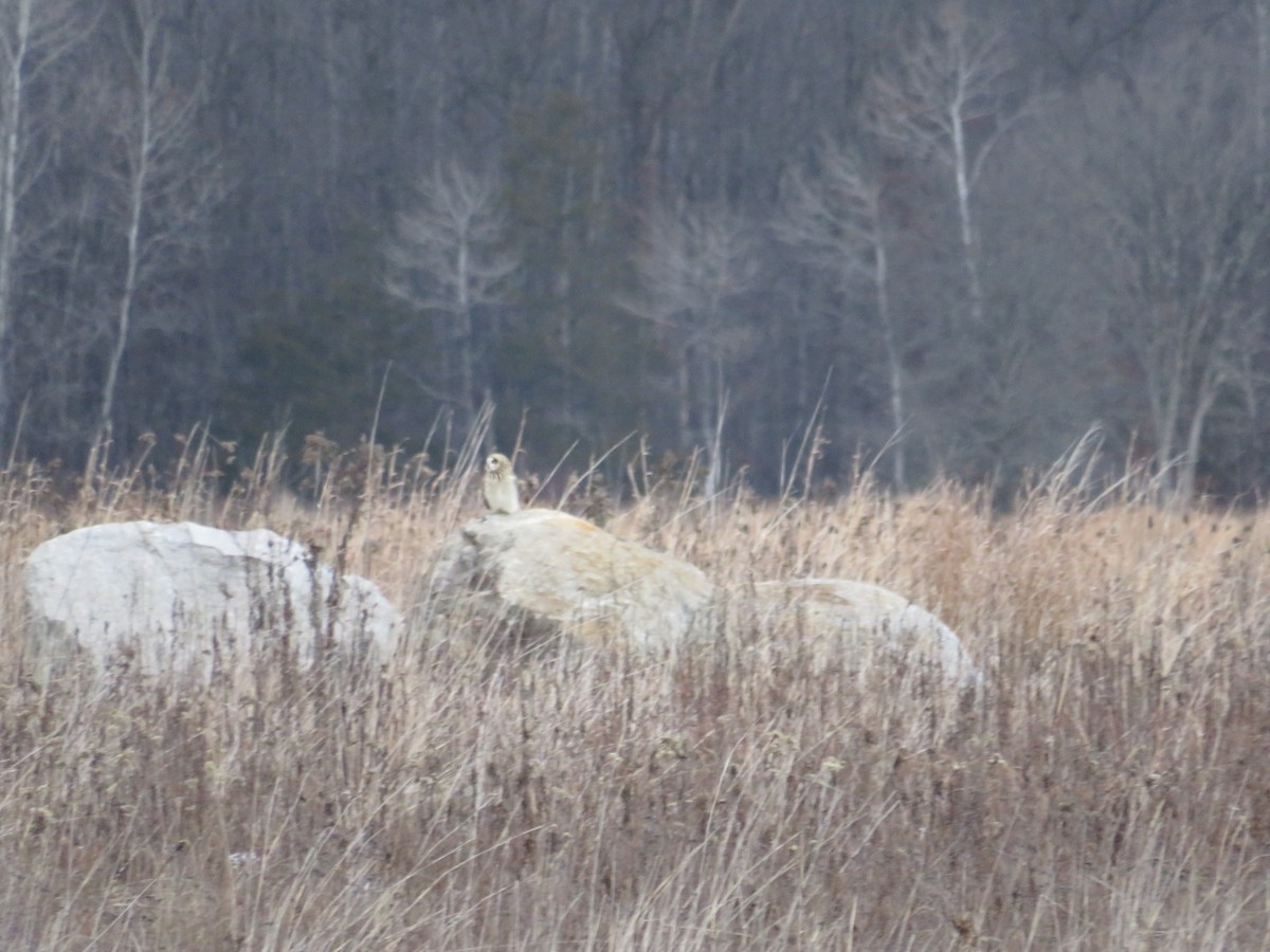 eBird Checklist - 19 Dec 2022 - Shawangunk Grasslands NWR - 2 species