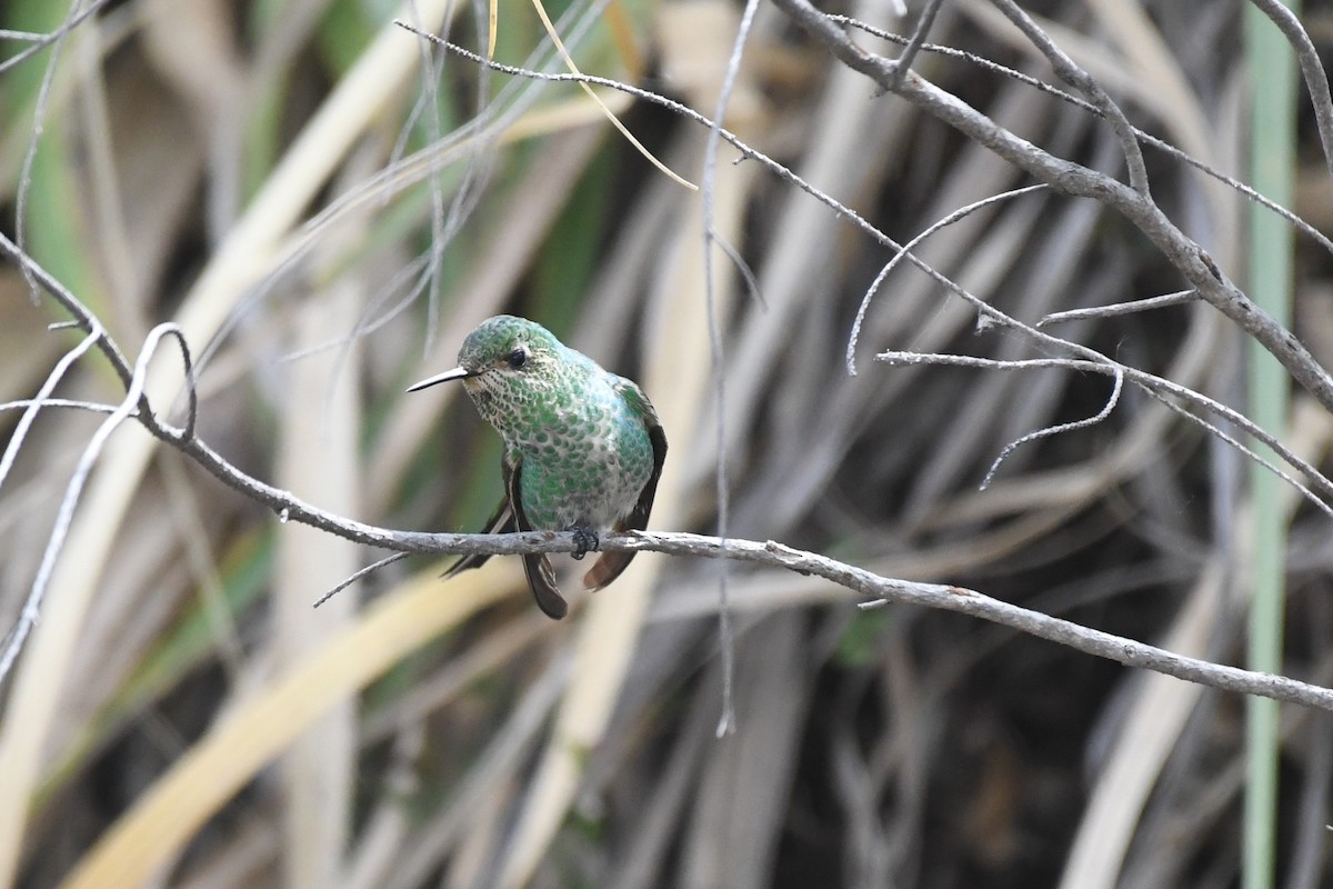 eBird Checklist - 6 Nov 2022 - Copina - 41 species