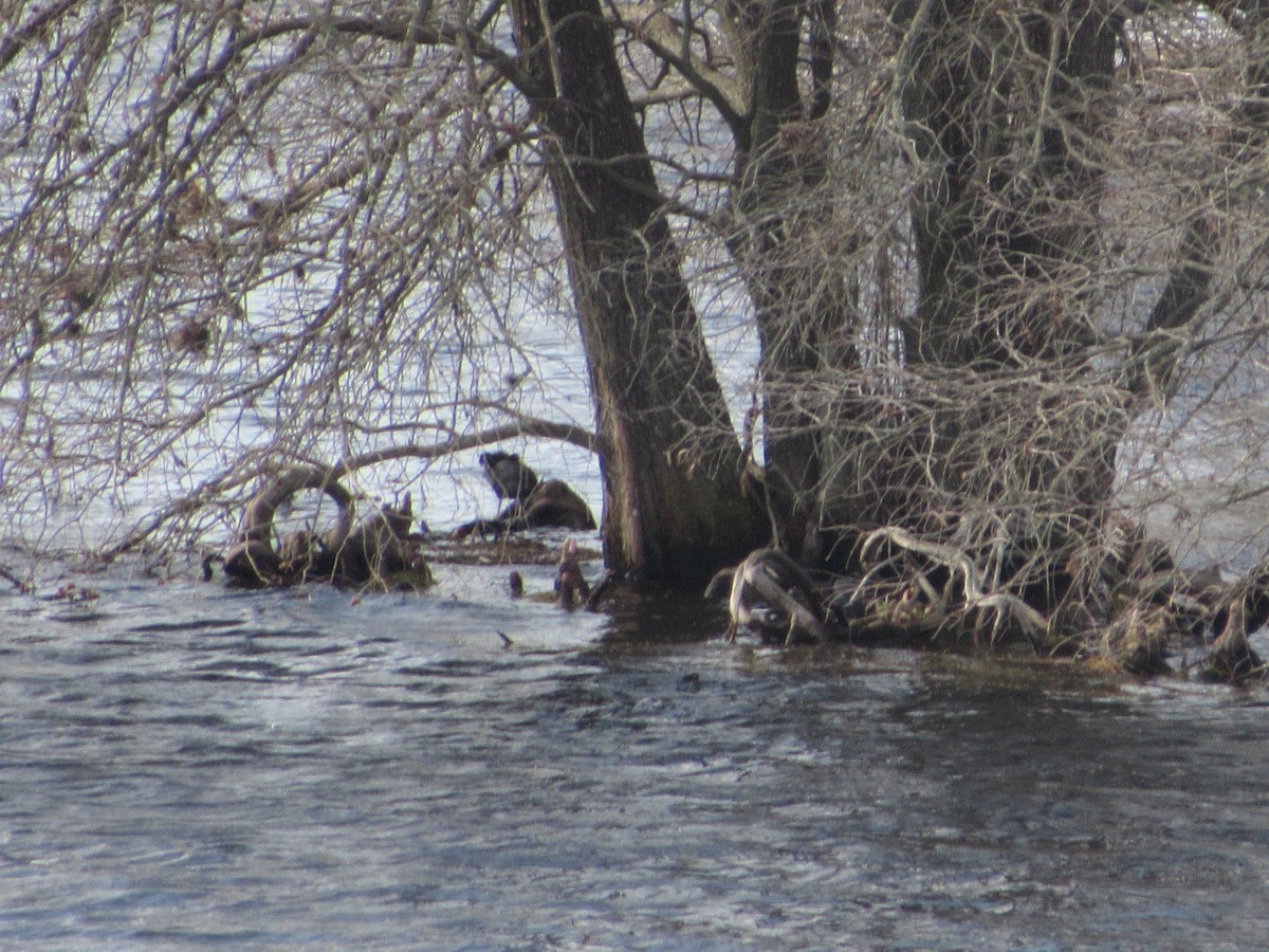 eBird Checklist - 18 Jan 2021 - Sheldon Lake SP (UTC 033) - 7 species