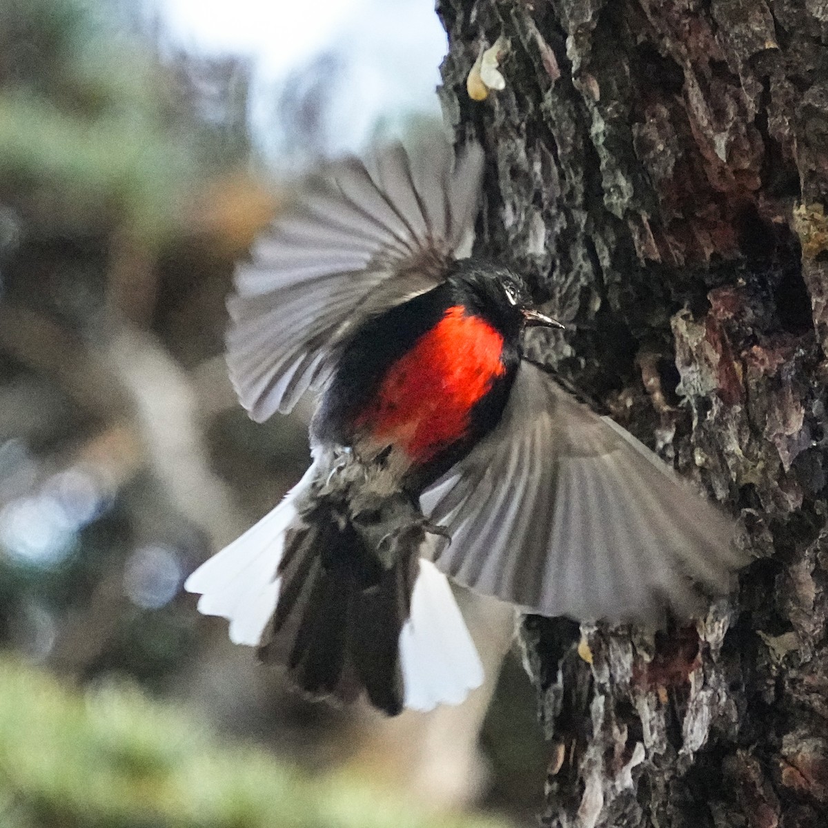 eBird Checklist - 19 Dec 2022 - Agnews Historic Park, Santa Clara US-CA ...