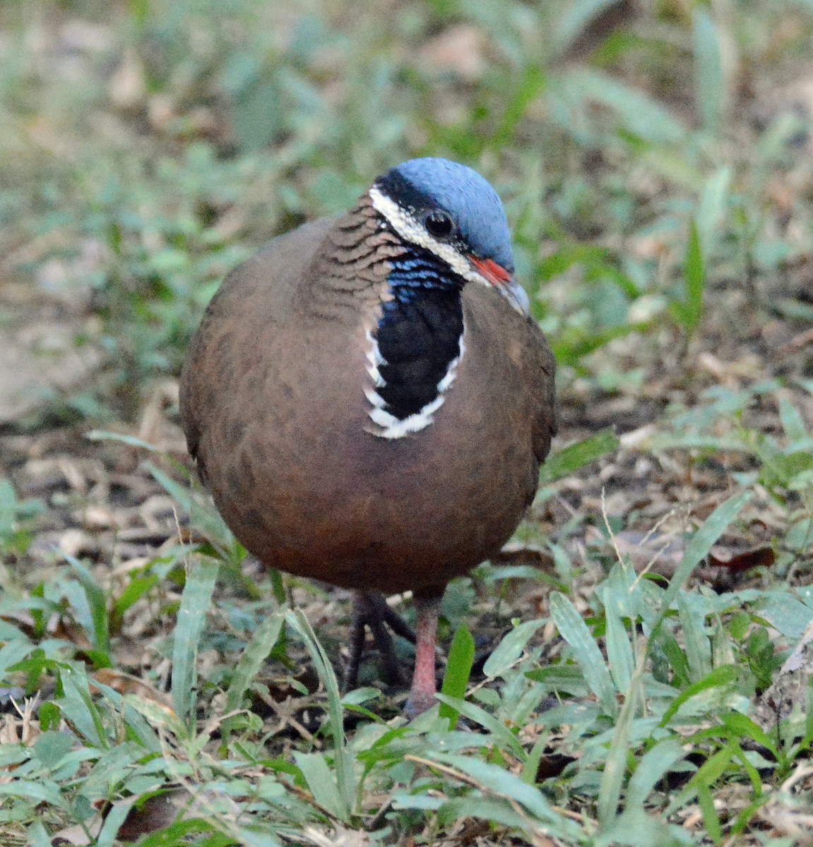 ML514733381 - Blue-headed Quail-Dove - Macaulay Library