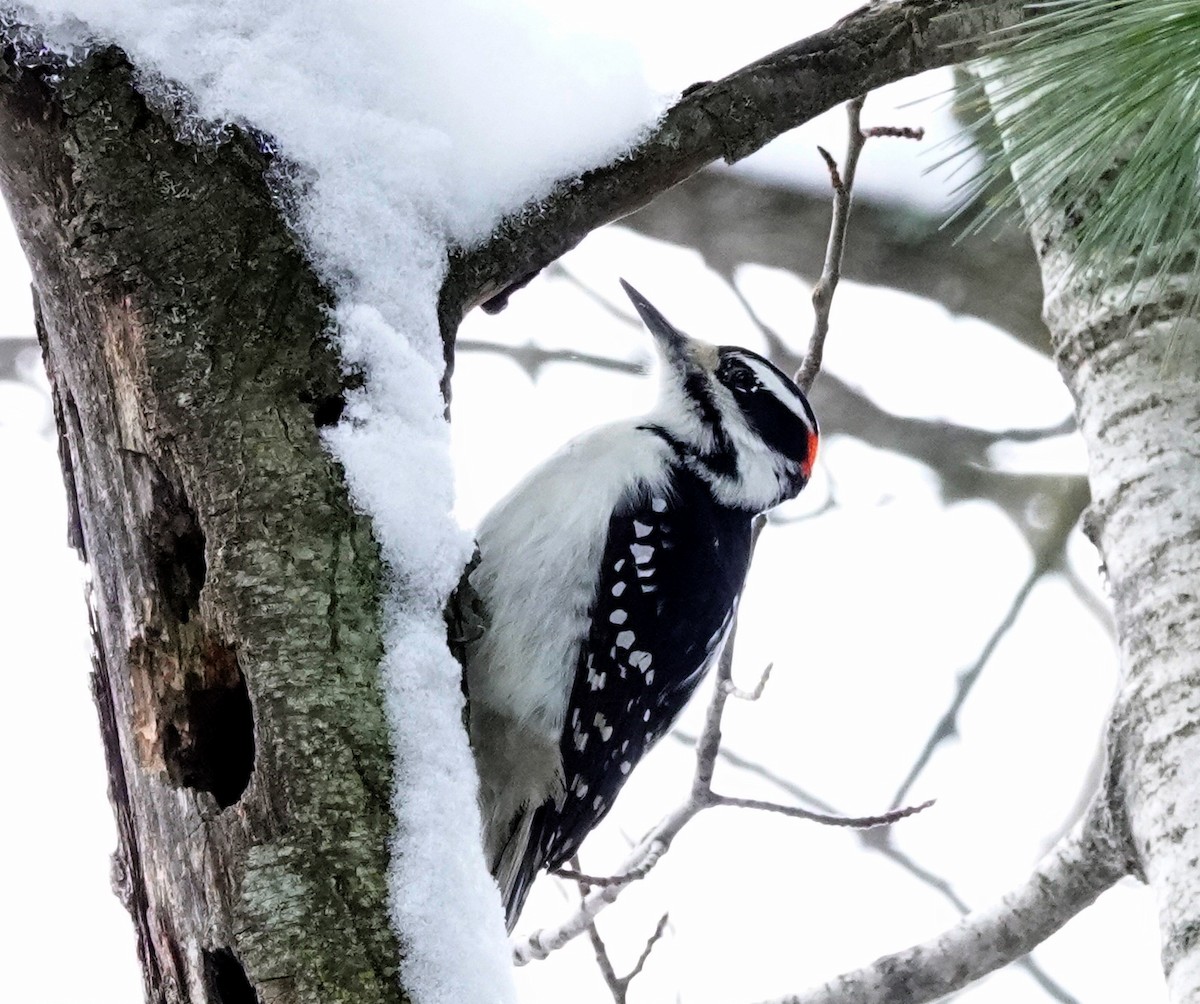 eBird Checklist - 19 Dec 2022 - RON CORDEM D1 - Mtée Morel - 10 species