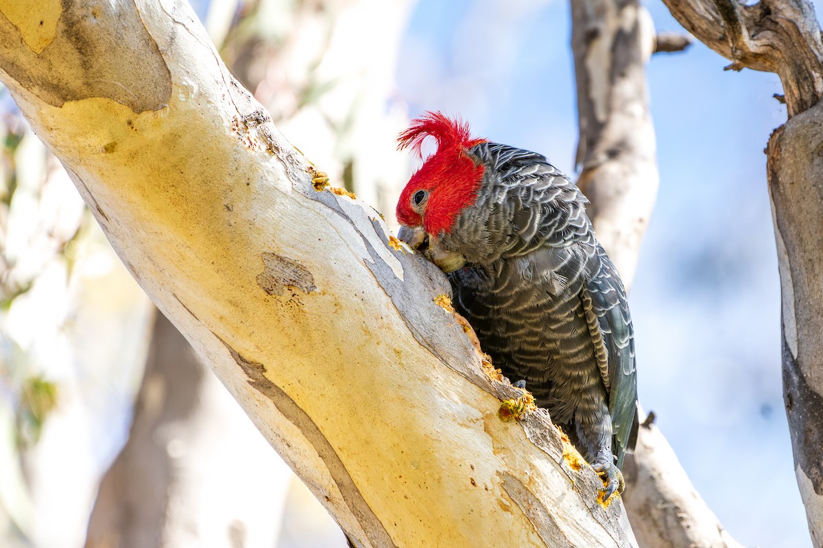 eBird Australia Checklist - 20 Dec 2022 - Mt Ainslie Nature Reserve ...