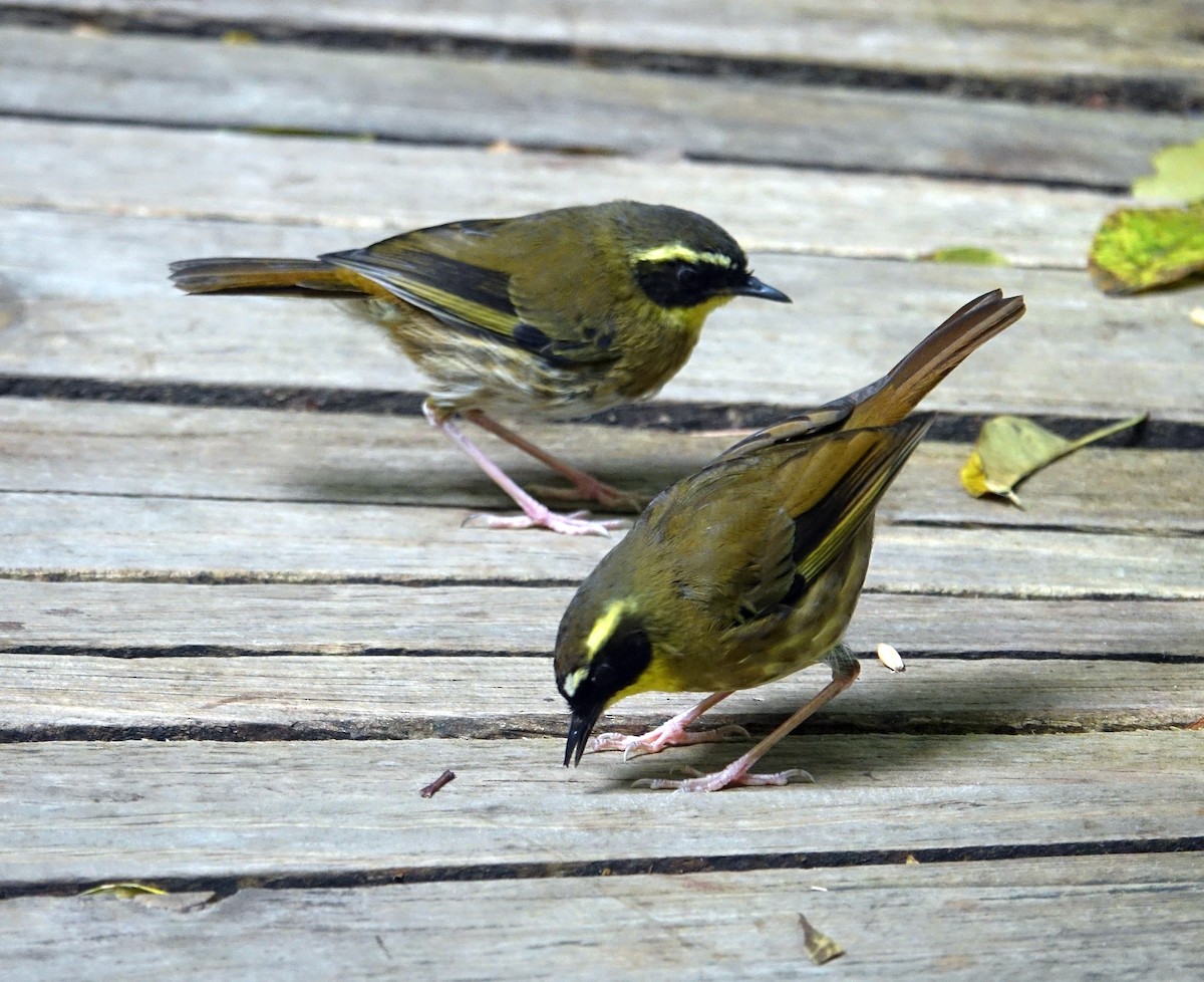 eBird Checklist - 20 Dec 2022 - Scenic World boardwalk, Jamison Valley ...