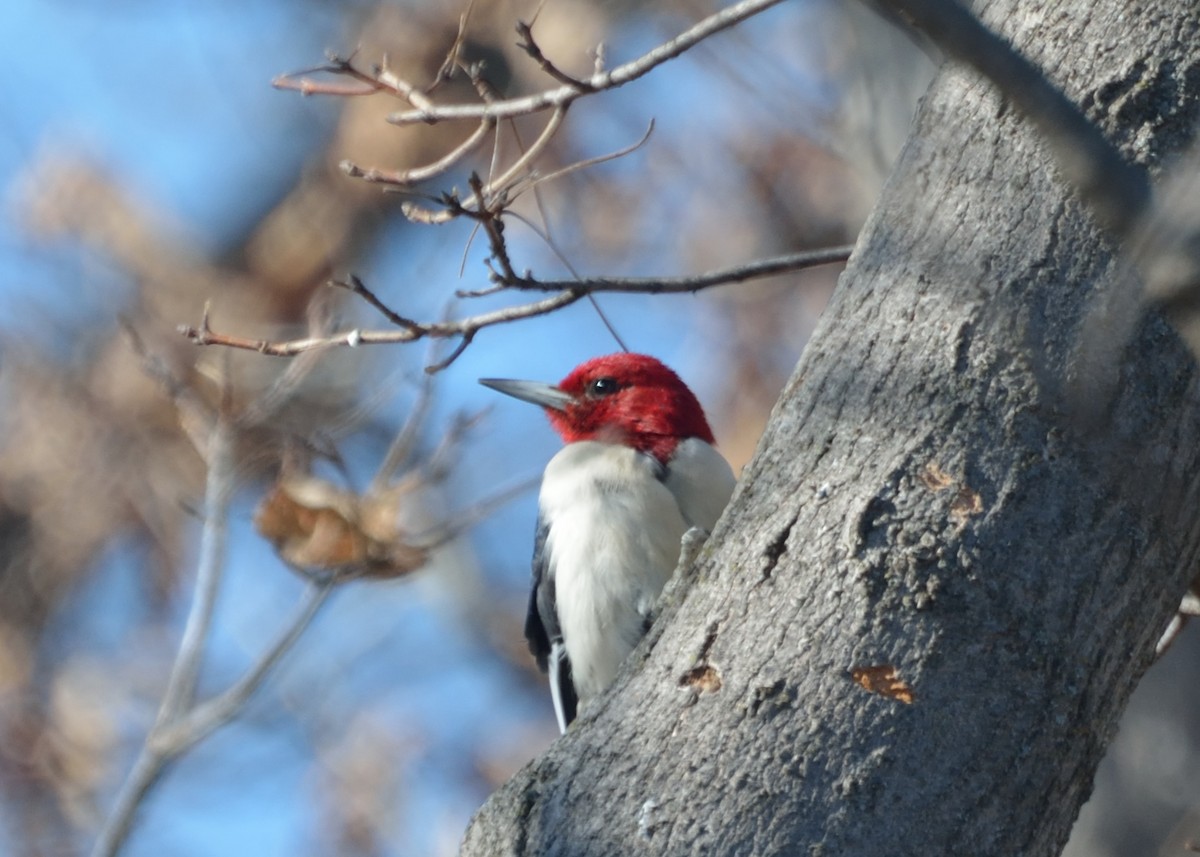 eBird Checklist - 16 Mar 2017 - Little Red Schoolhouse Nature Center ...