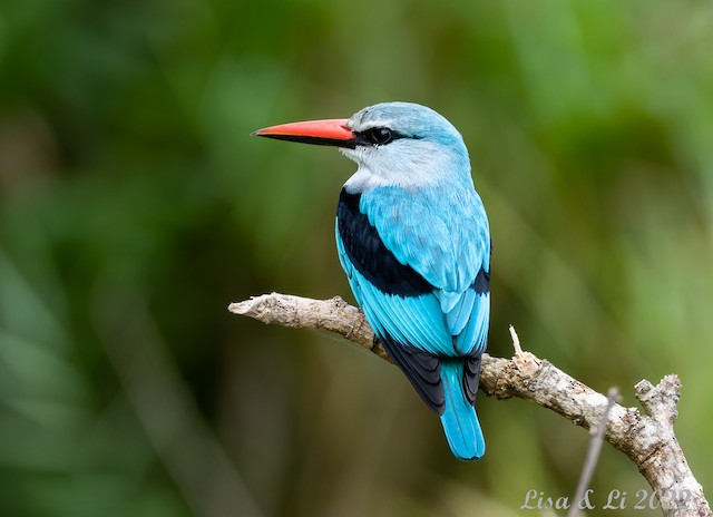Woodland Kingfisher Migration