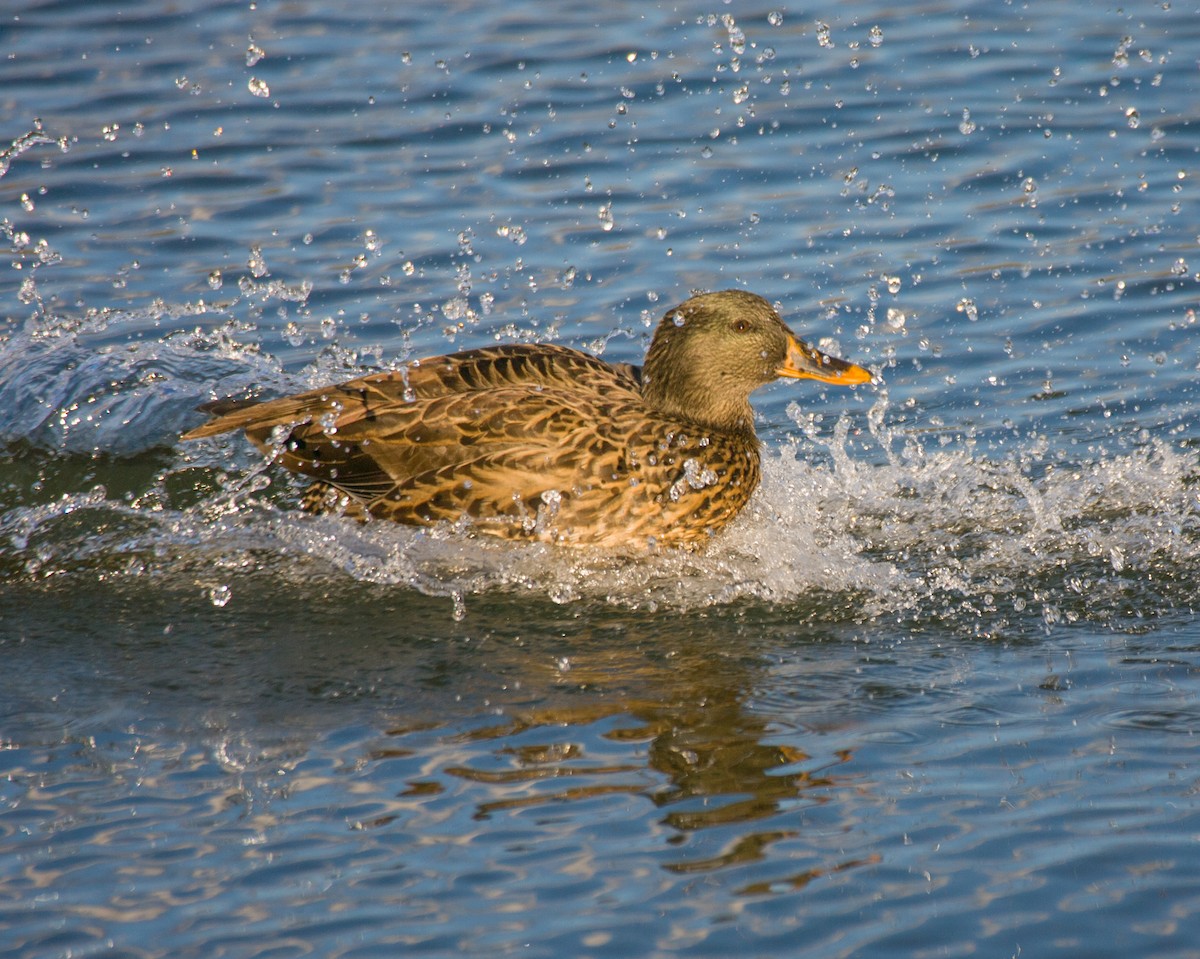ML514878981 Mallard Macaulay Library