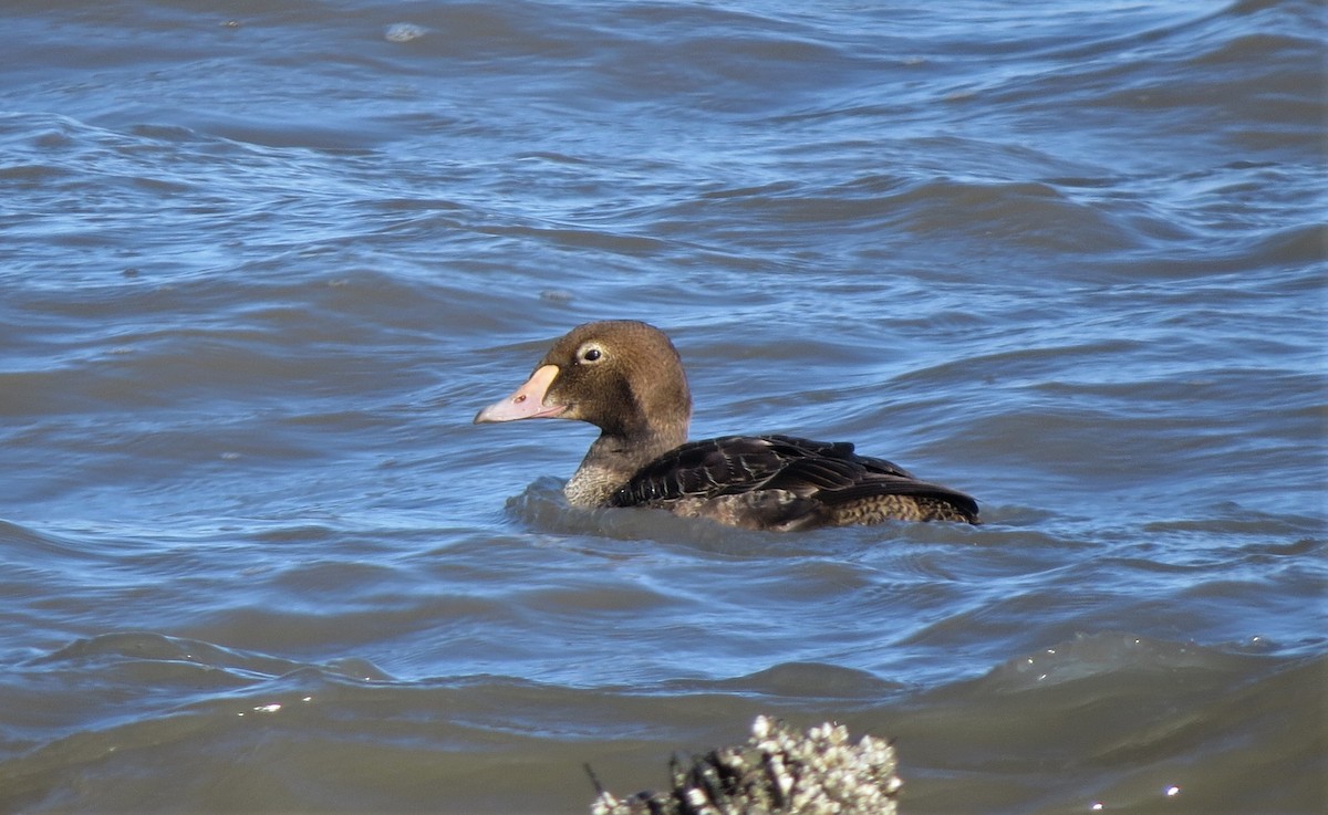 eBird Checklist - 20 Dec 2022 - Prime Hook NWR--Fowler Beach Rd./Fowler ...