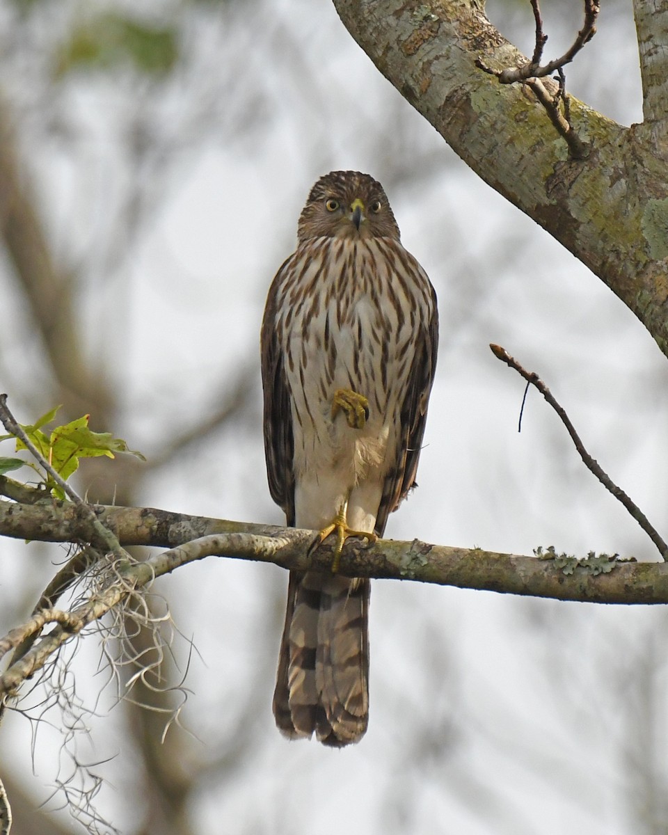 eBird Checklist - 20 Dec 2022 - Colding Loop Road - 16 species