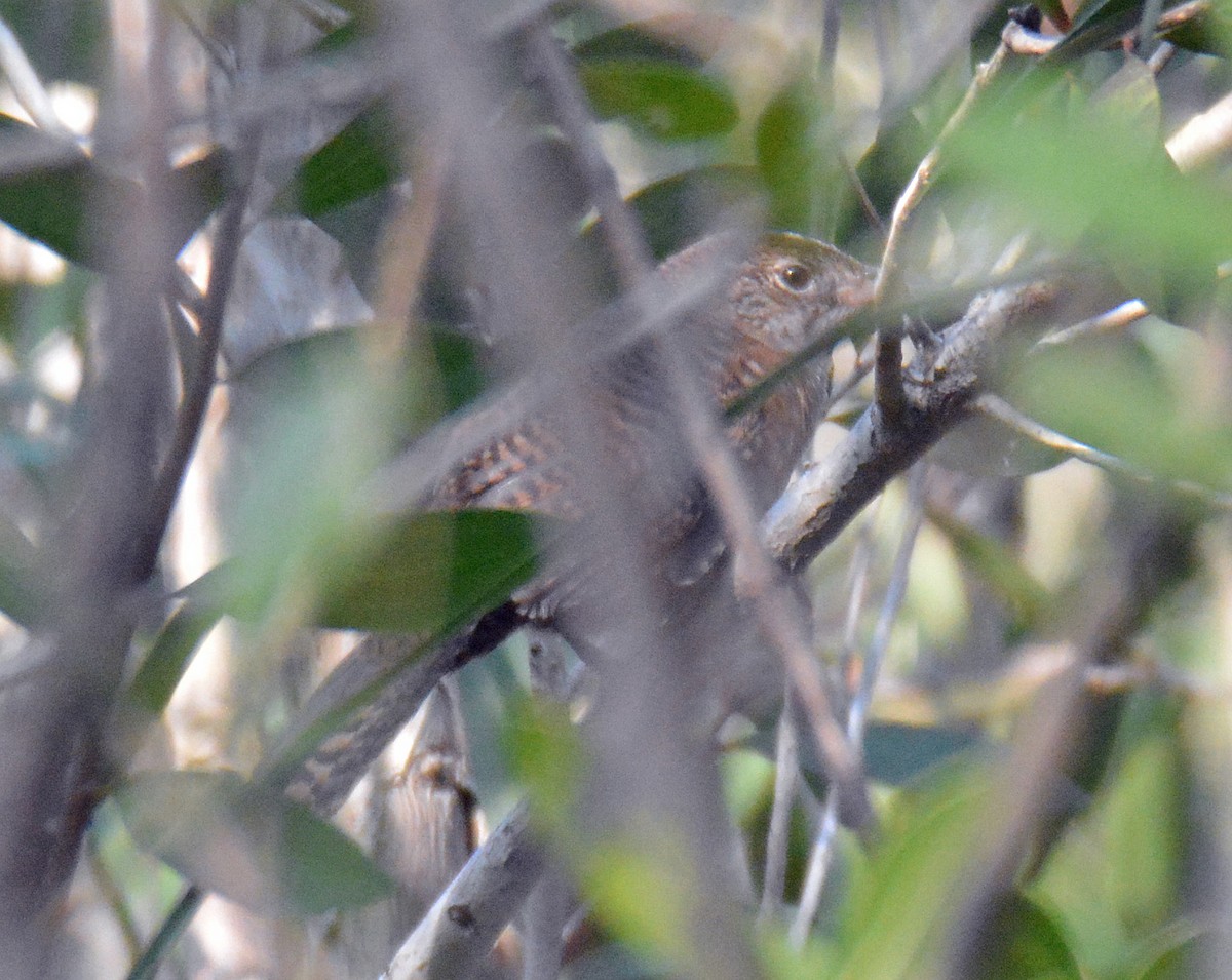 eBird Caribbean Checklist - 6 Dec 2022 - Zapata Wren Day 5 Dec 6, 2022 ...